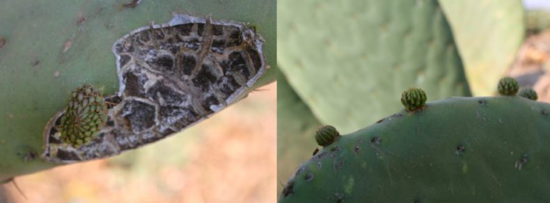 Fresh Nopales in South Africa – Azteca – Mexican Food Products Online Store